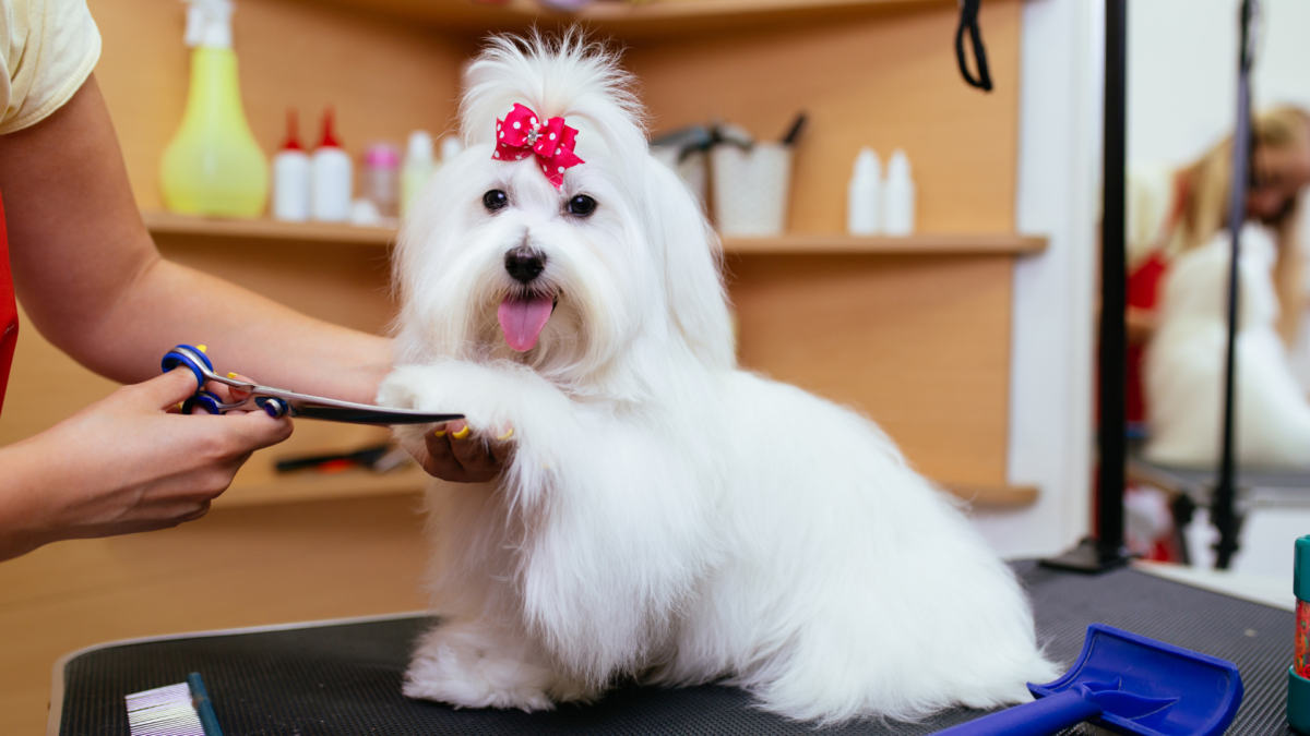 Best Grooming in Orlando | DPets - Certified Expert Crew